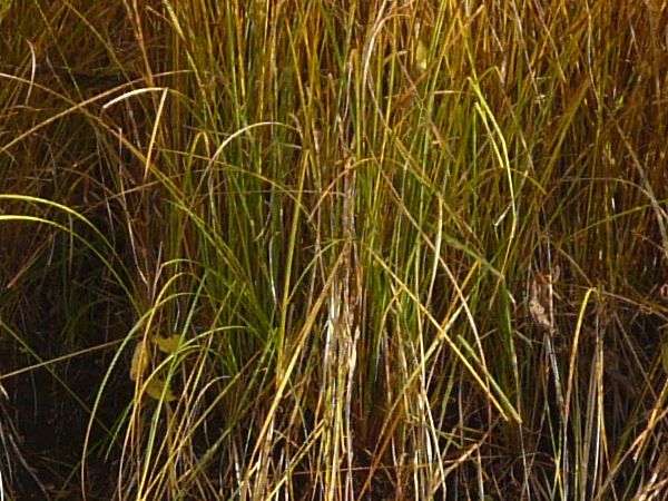 tall grass texture 0005 - Texturelib